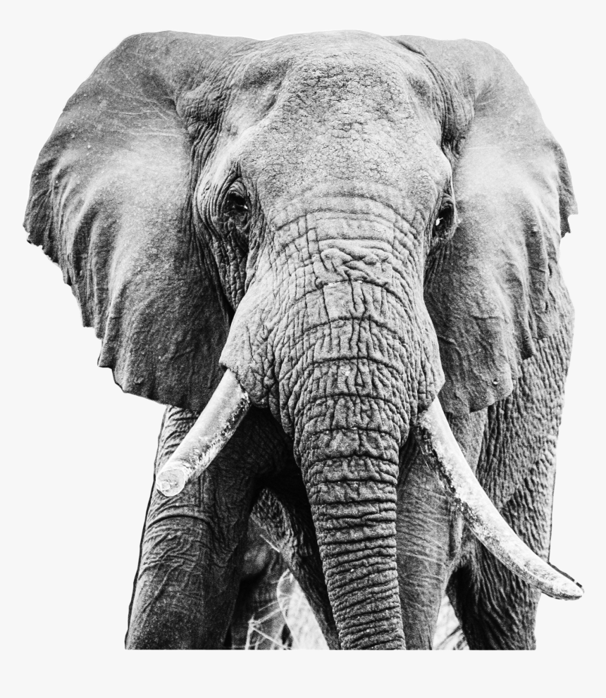 Elephants Png Photo Background, Transparent Png , Transparent Png Image ...