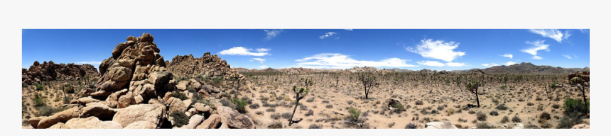 Joshua Tree Png, Transparent Png , Transparent Png Image - PNGitem