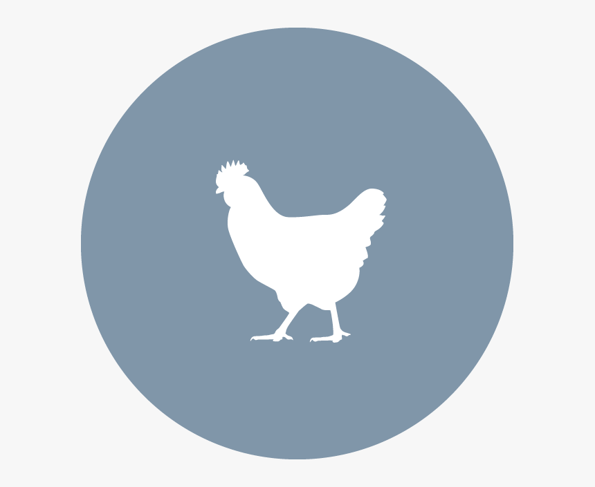Chicken Icon Png, Transparent Png , Transparent Png Image - PNGitem