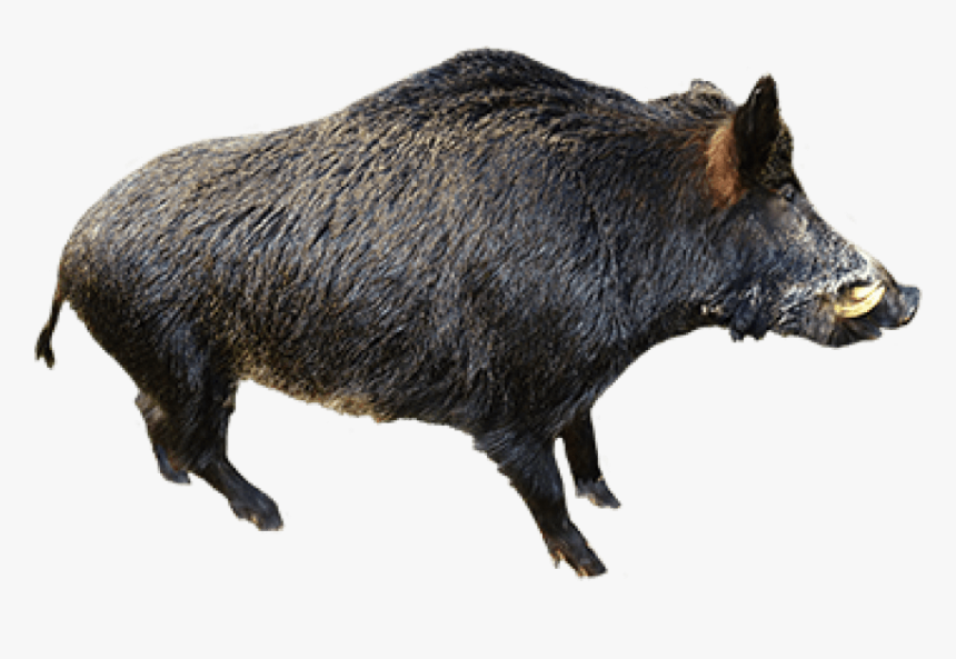 Free Png Boar Png Images Transparent, Png Download , Transparent Png ...