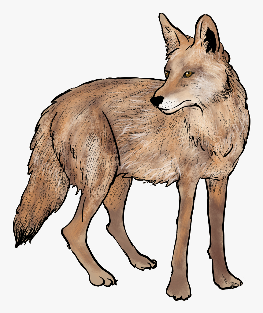 Jackal Png, Transparent Png , Transparent Png Image - PNGitem