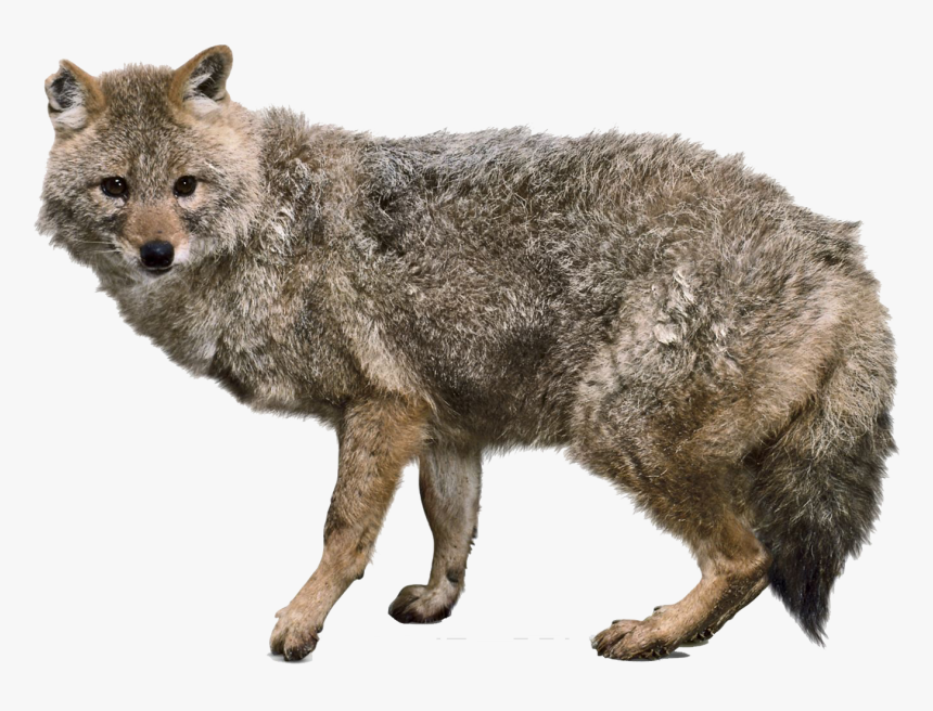 Transparent Jackal Png, Png Download , Transparent Png Image - PNGitem
