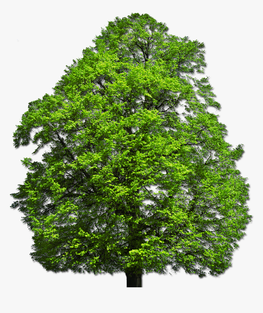 Png Vector Top Tree, Transparent Png , Transparent Png Image - PNGitem