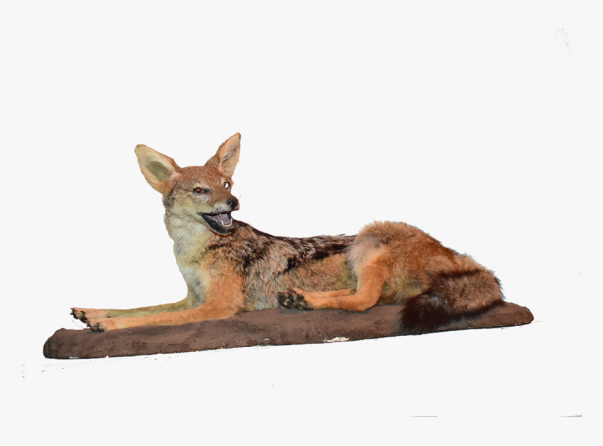 Jackal Png, Transparent Png , Transparent Png Image - PNGitem