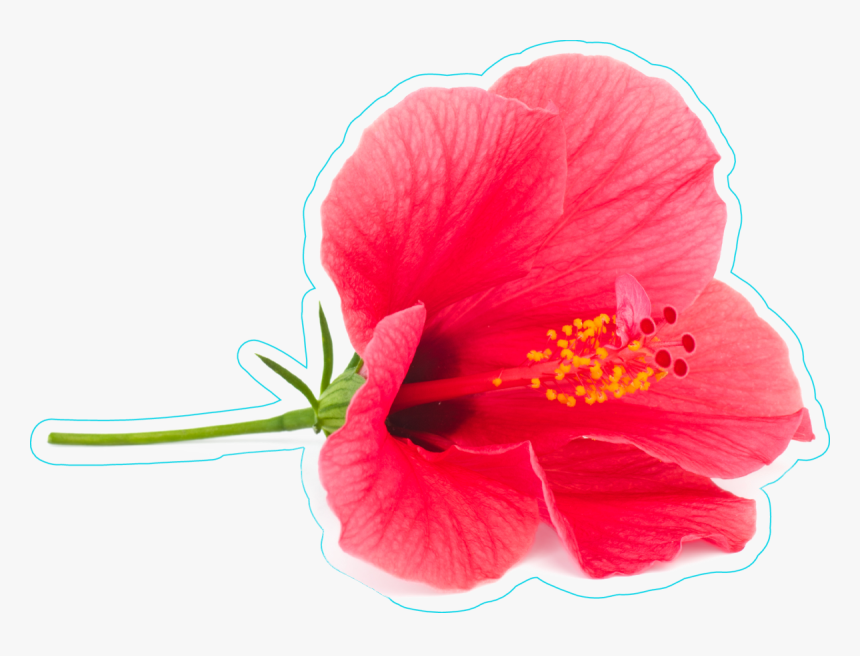 Fresh Sticker, HD Png Download , Transparent Png Image - PNGitem