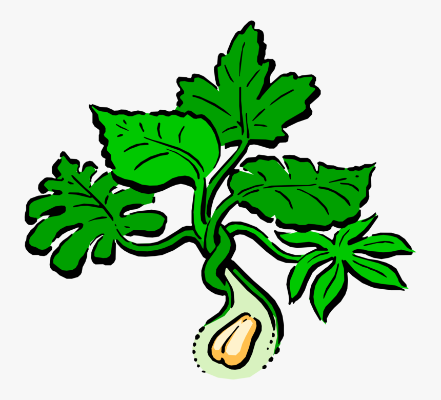 Vector Illustration Of Peanut Plant, HD Png Download , Transparent Png ...