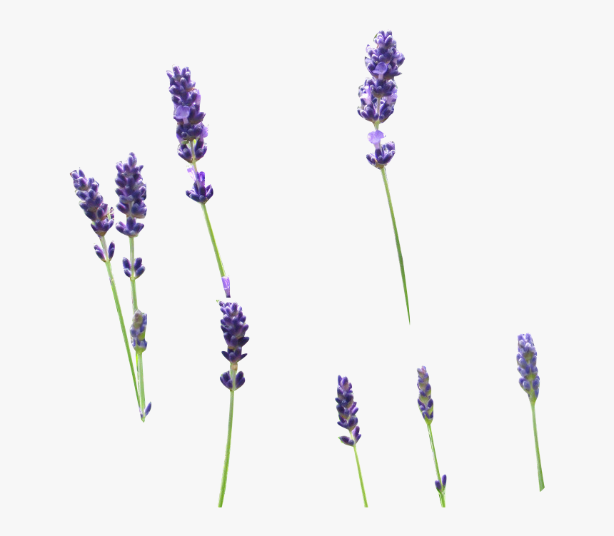 Transparent Lavender Sprig Clipart, HD Png Download , Transparent Png ...