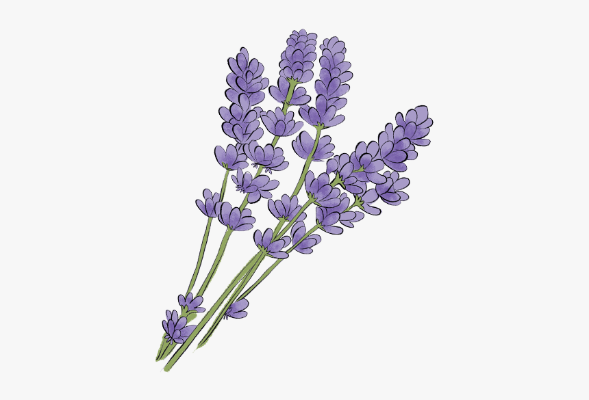 Drawn Lavender Transparent, HD Png Download , Transparent Png Image ...