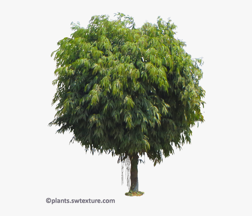 Fig Leaf Png, Transparent Png , Transparent Png Image - PNGitem