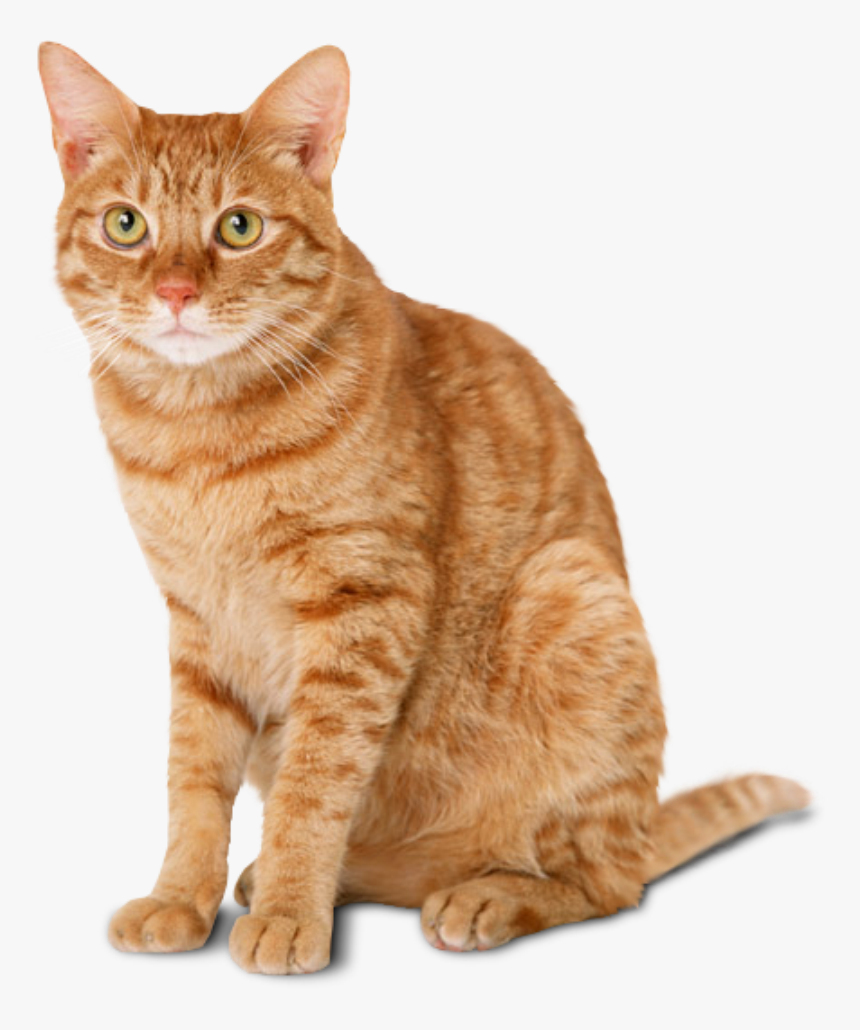 Gatos Png, Transparent Png , Transparent Png Image - PNGitem