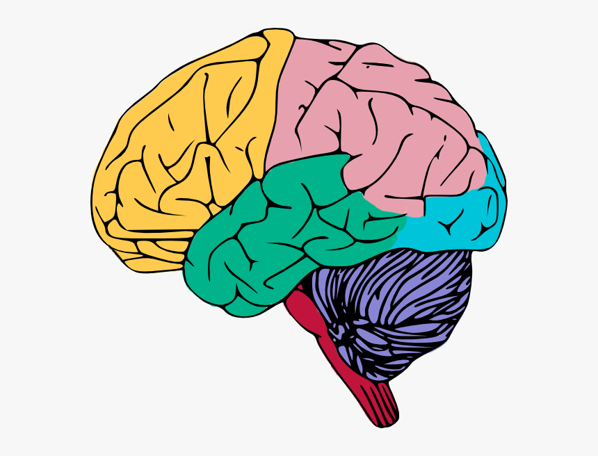 Transparent Brain Clip Art, HD Png Download , Transparent Png Image ...