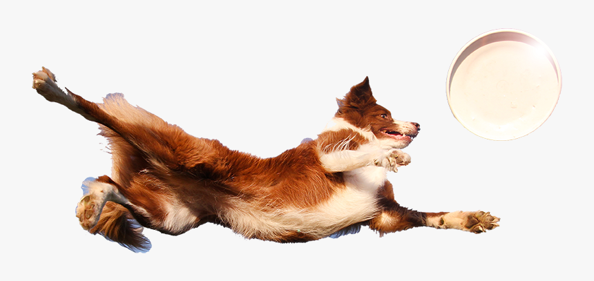 Dog Tail Png, Transparent Png , Transparent Png Image - PNGitem