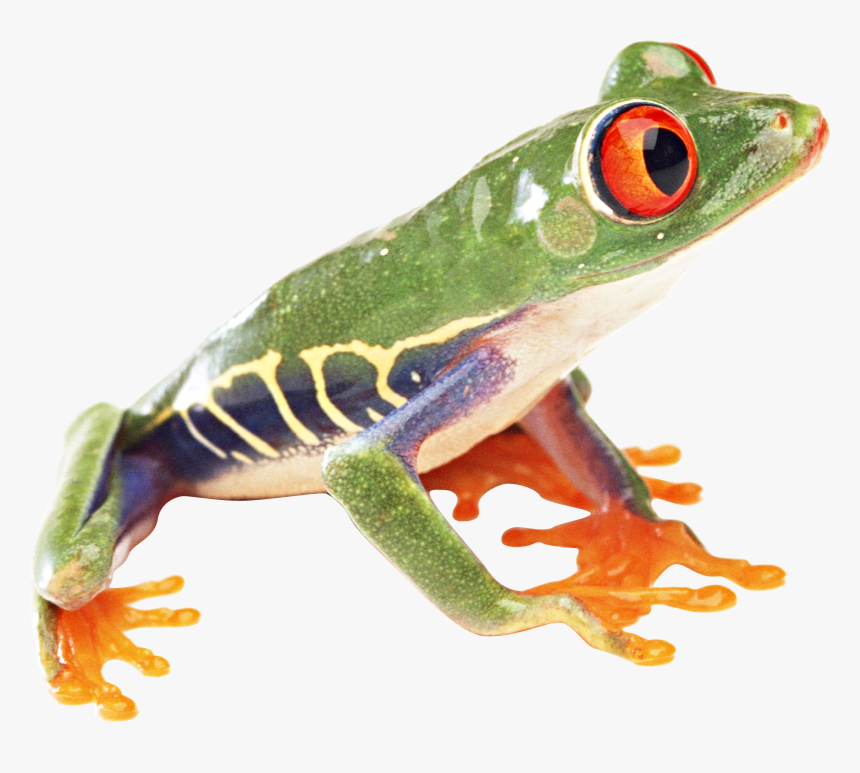 Colorful Frog Png Image - Tropical Rainforest Frog Png, Transparent Png ...