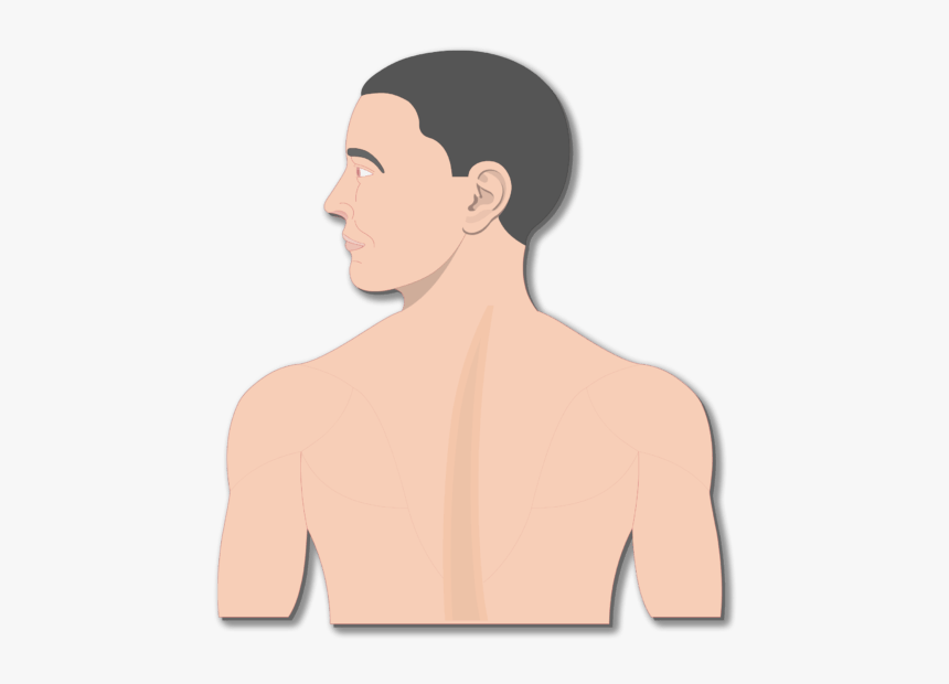 An Image Of The Body Showing The Head And The Back, HD Png Download ...