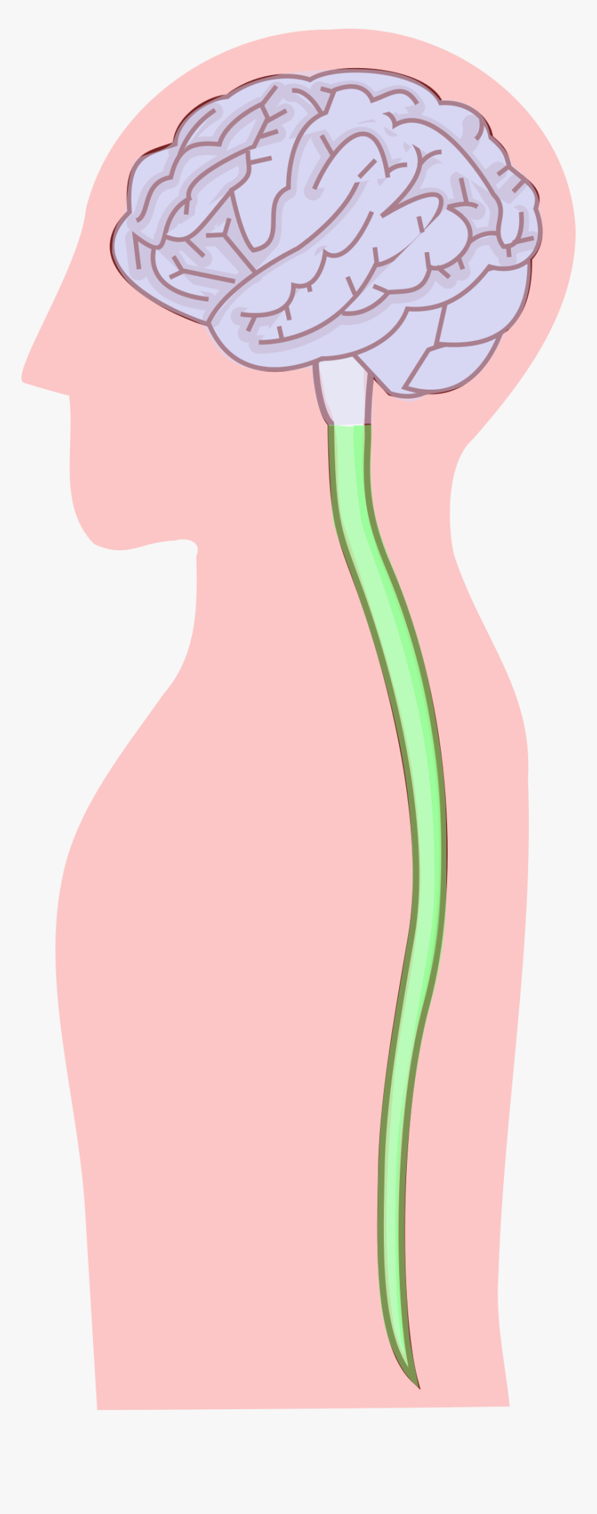 Nervous System Png, Transparent Png , Transparent Png Image - PNGitem