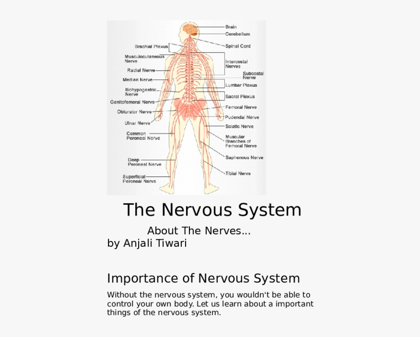 Nervous System Png, Transparent Png , Transparent Png Image - PNGitem