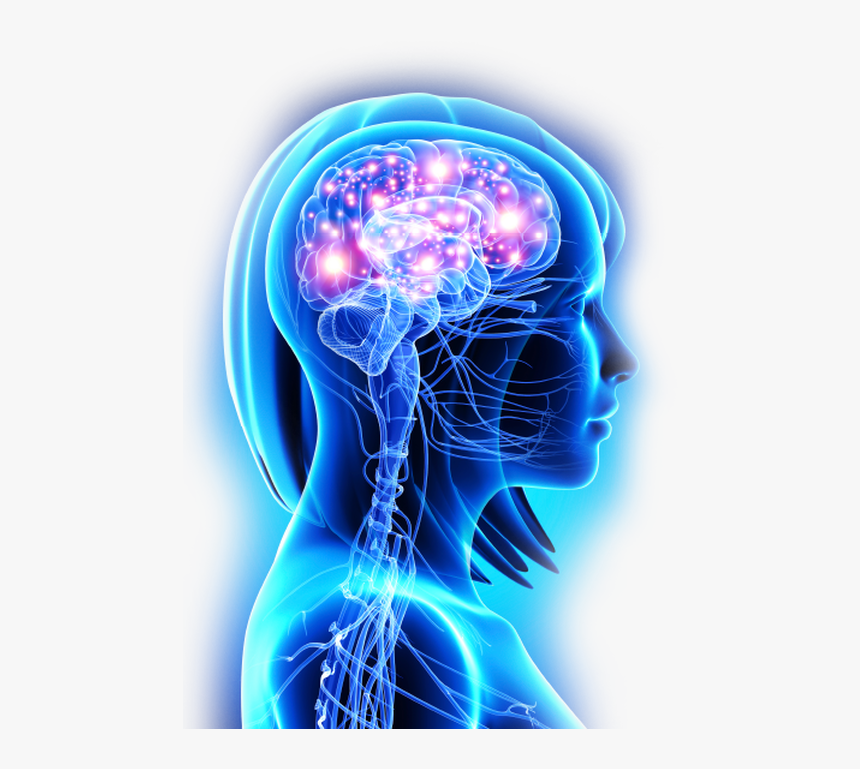 Nervous System Png, Transparent Png , Transparent Png Image - PNGitem