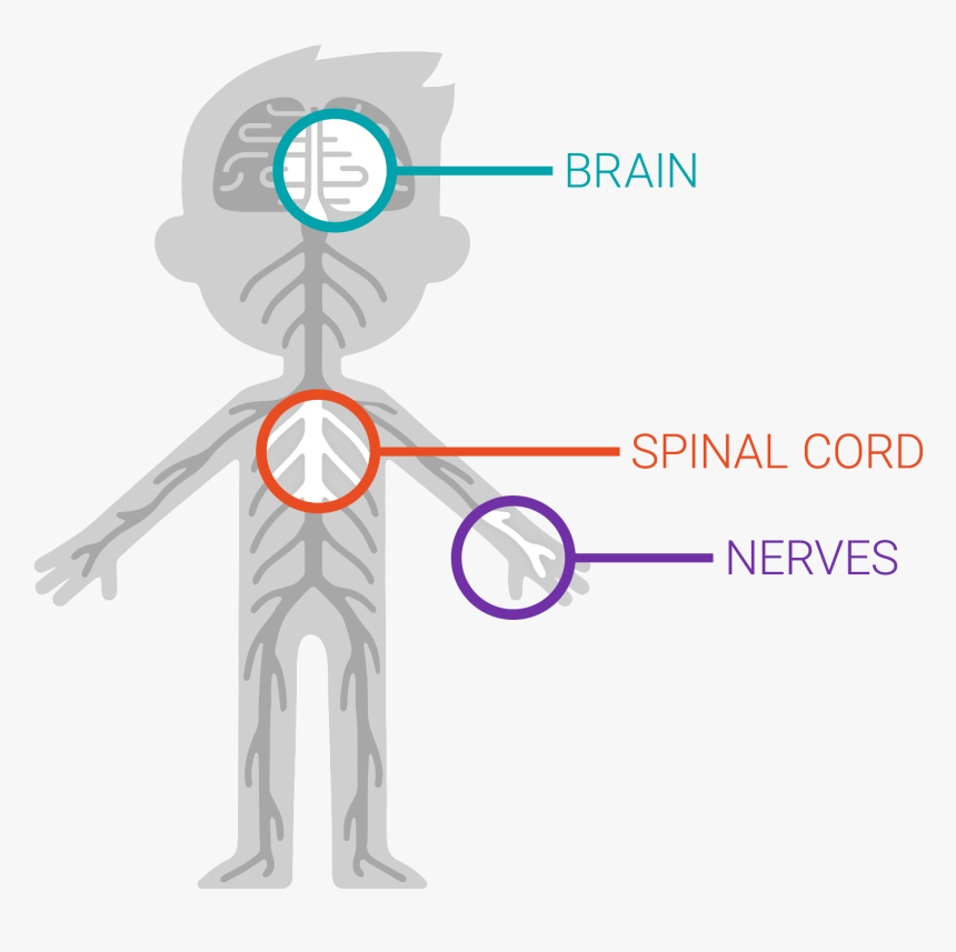 Nervous System Cartoon