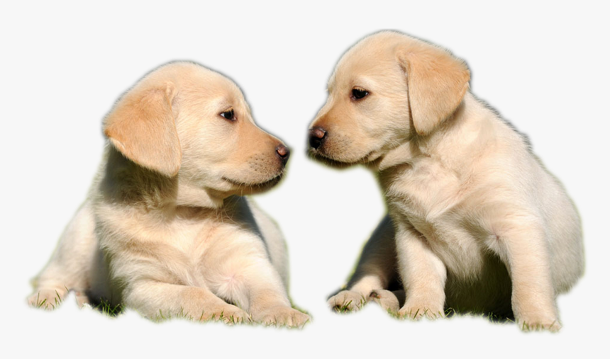 Golden Labrador Puppy, HD Png Download , Transparent Png Image - PNGitem