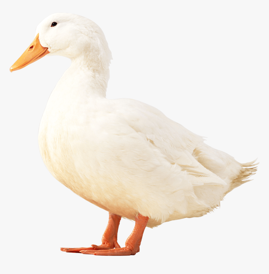 Duckling Png, Transparent Png , Transparent Png Image - PNGitem