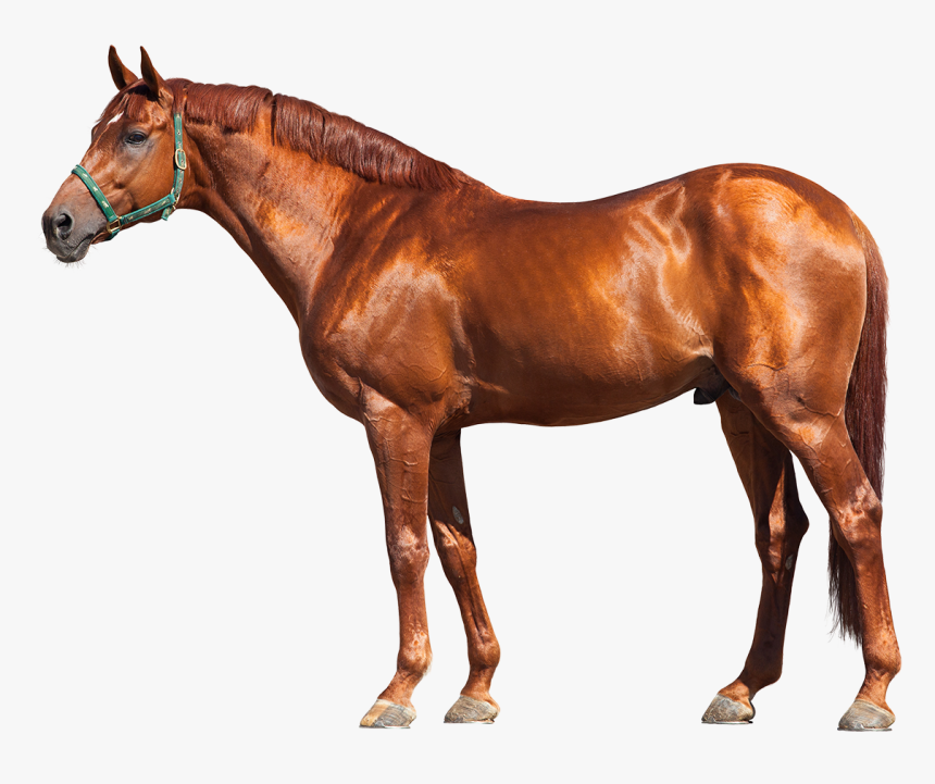 Race Horse Png, Transparent Png , Transparent Png Image - PNGitem