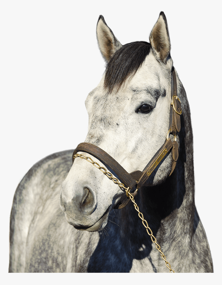 Race Horse Png, Transparent Png , Transparent Png Image - PNGitem