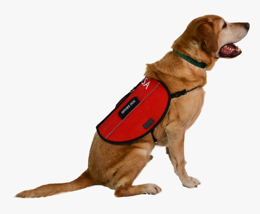 Transparent Police Dog Png, Png Download , Transparent Png Image - PNGitem