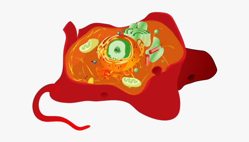 Animal Cell Png, Transparent Png , Transparent Png Image - PNGitem