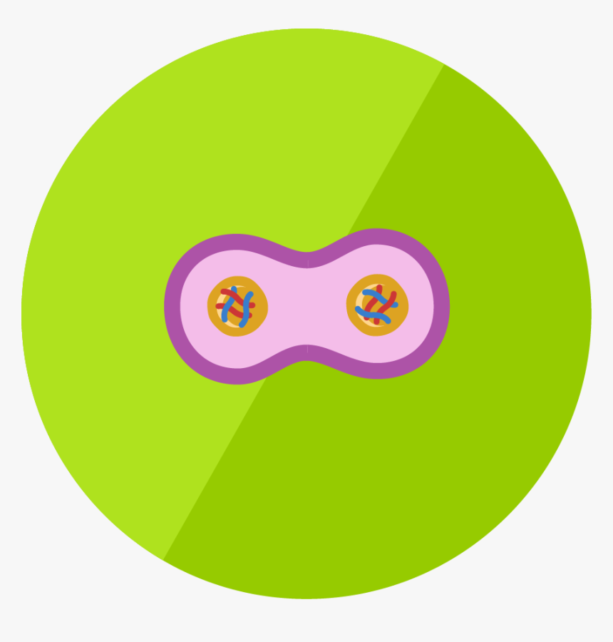 Animal Cell Icon Png , Png Download, Transparent Png , Transparent Png ...