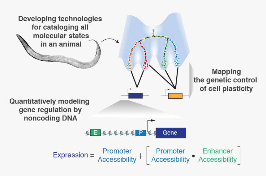 Animal Cell Dna Located Png Animal Cell Dna Located, Transparent Png ...