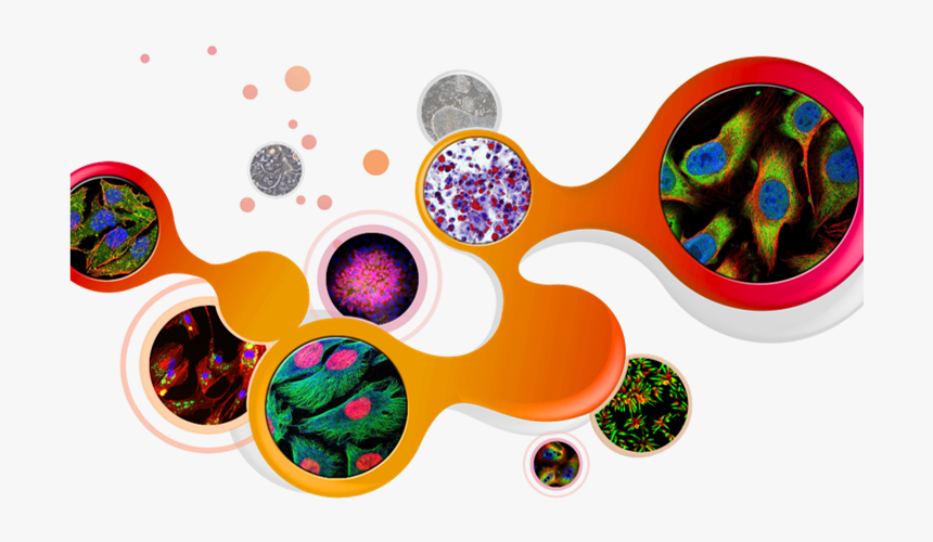 Animal Cell Png, Transparent Png , Transparent Png Image - PNGitem