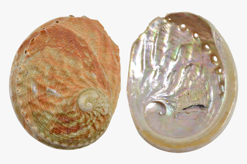 Abalone-red Wave 5, HD Png Download , Transparent Png Image - PNGitem