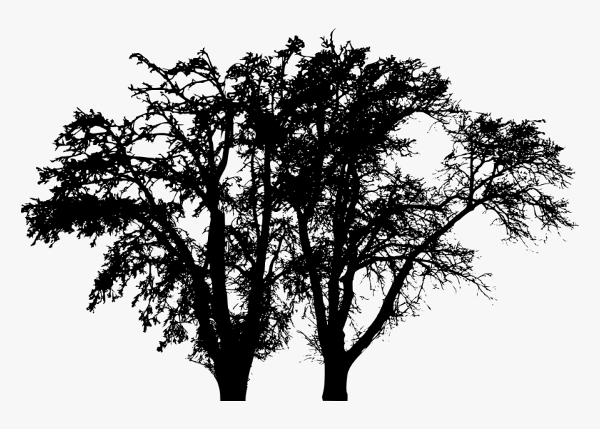 Leafless Tree Png, Transparent Png , Transparent Png Image - PNGitem