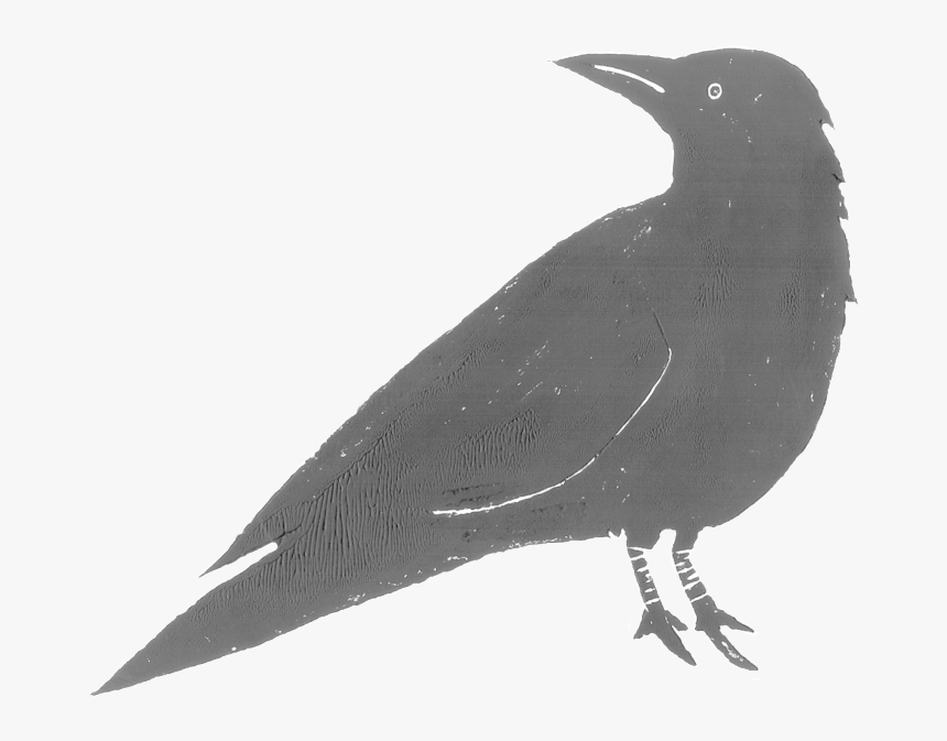 Raven Feather Png , Png Download, Transparent Png , Transparent Png ...