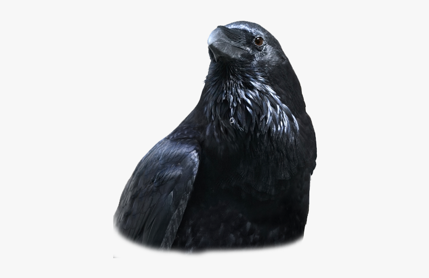 Raven Feather Png, Transparent Png , Transparent Png Image - PNGitem