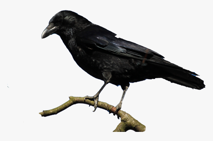 Raven Feather Png, Transparent Png , Transparent Png Image - PNGitem