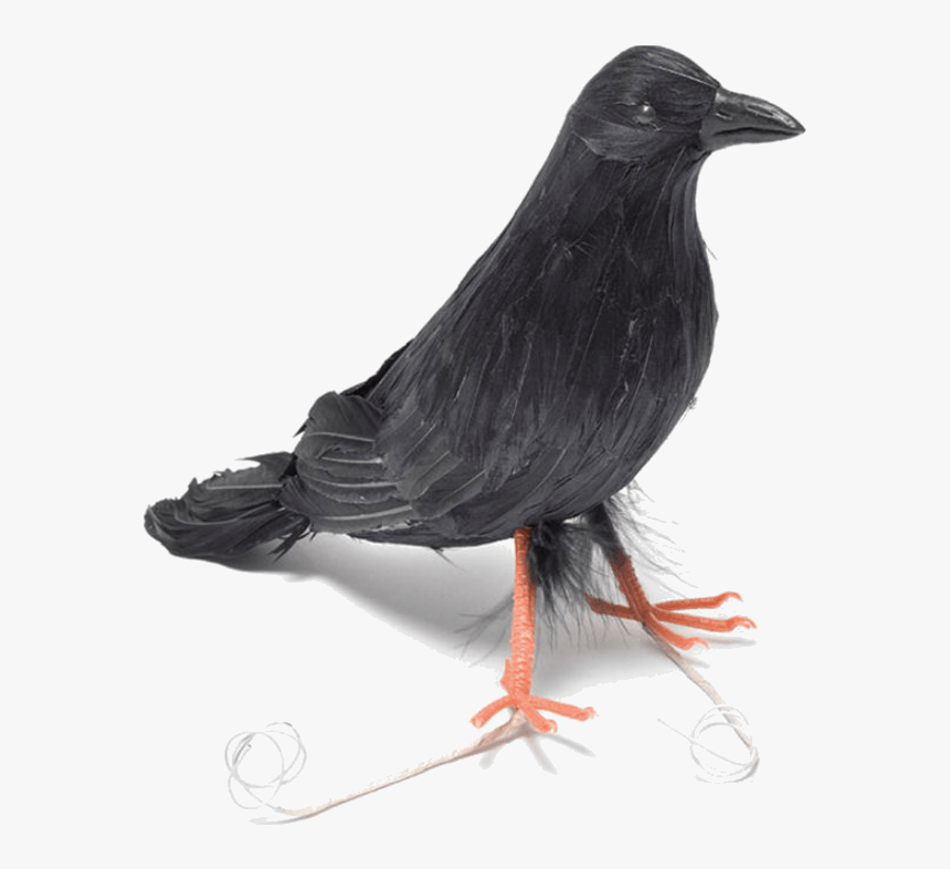 Raven Feather Png, Transparent Png , Transparent Png Image - PNGitem