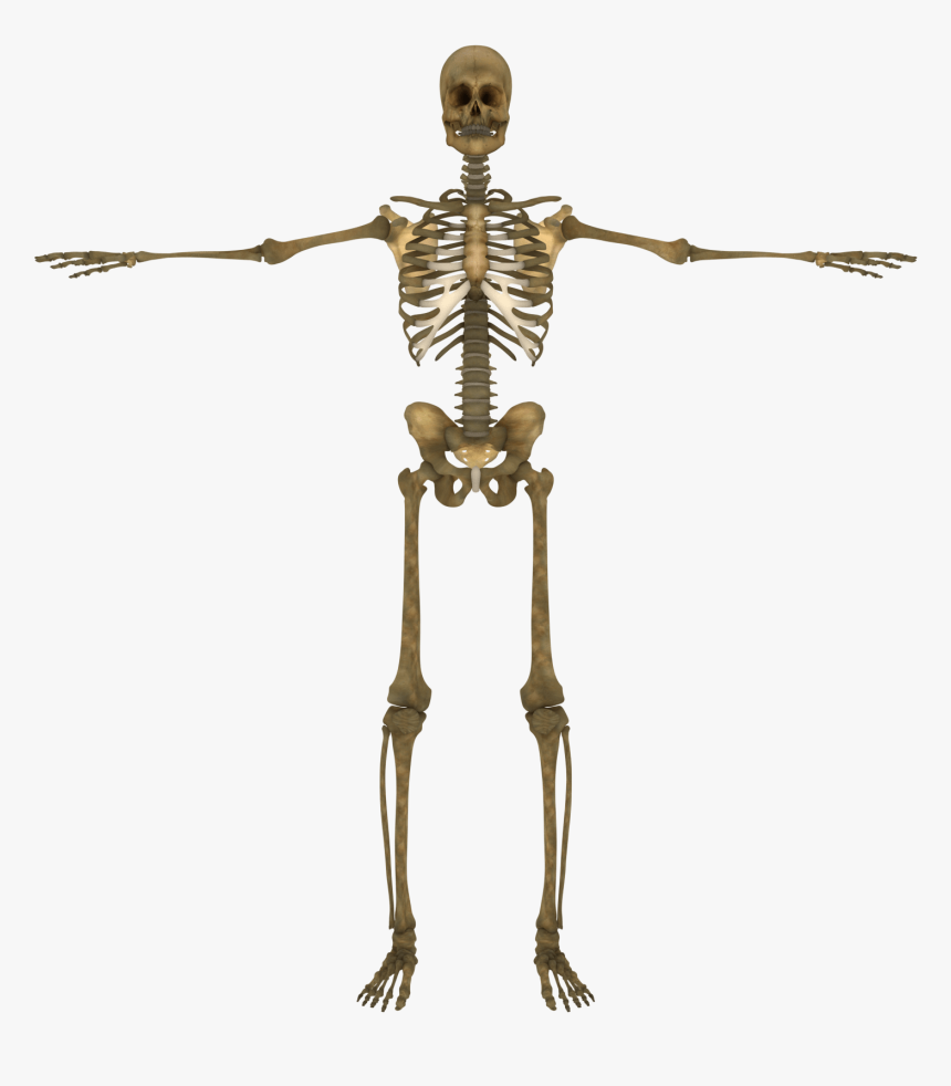 Bone, HD Png Download , Transparent Png Image - PNGitem