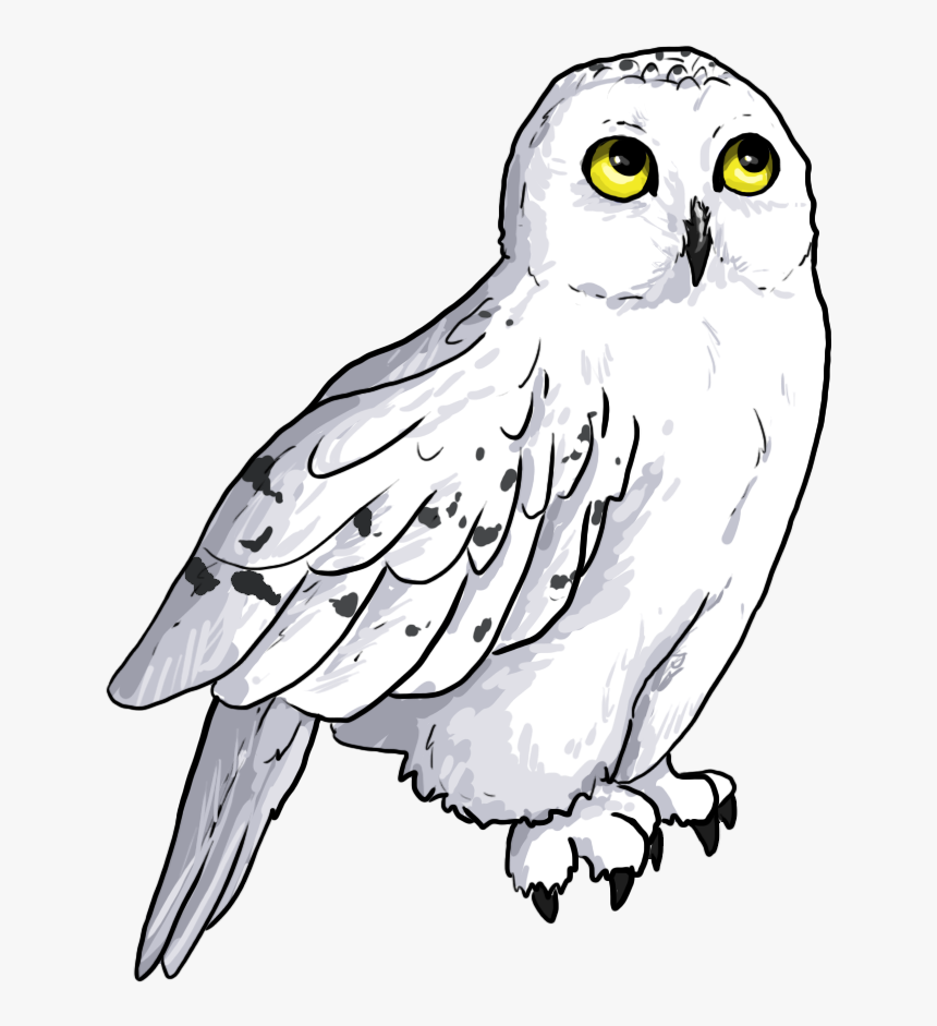 Screech-owl, HD Png Download , Transparent Png Image - PNGitem