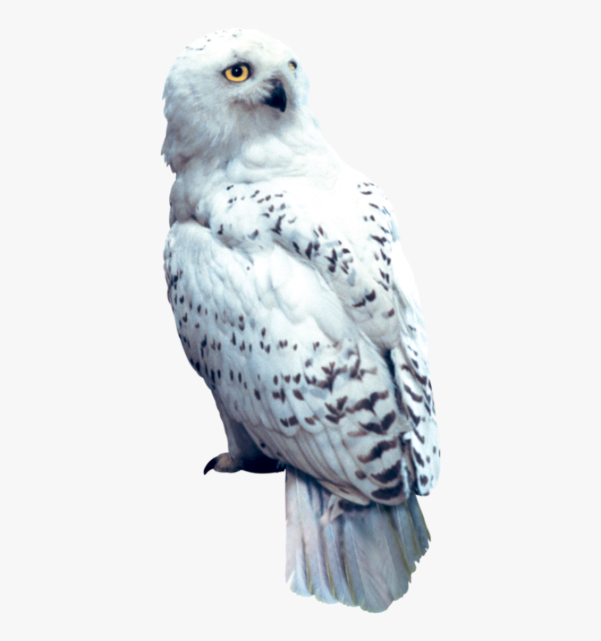 Hedwig Png, Transparent Png , Transparent Png Image - PNGitem