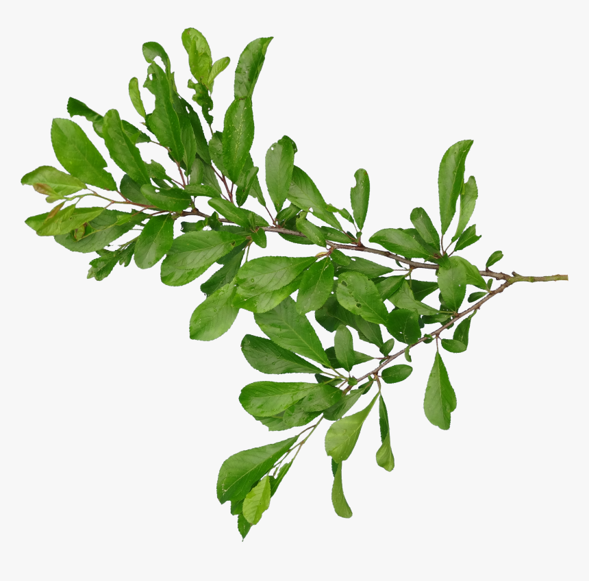 Tree Branch With Leaves Png, Transparent Png , Transparent Png Image ...