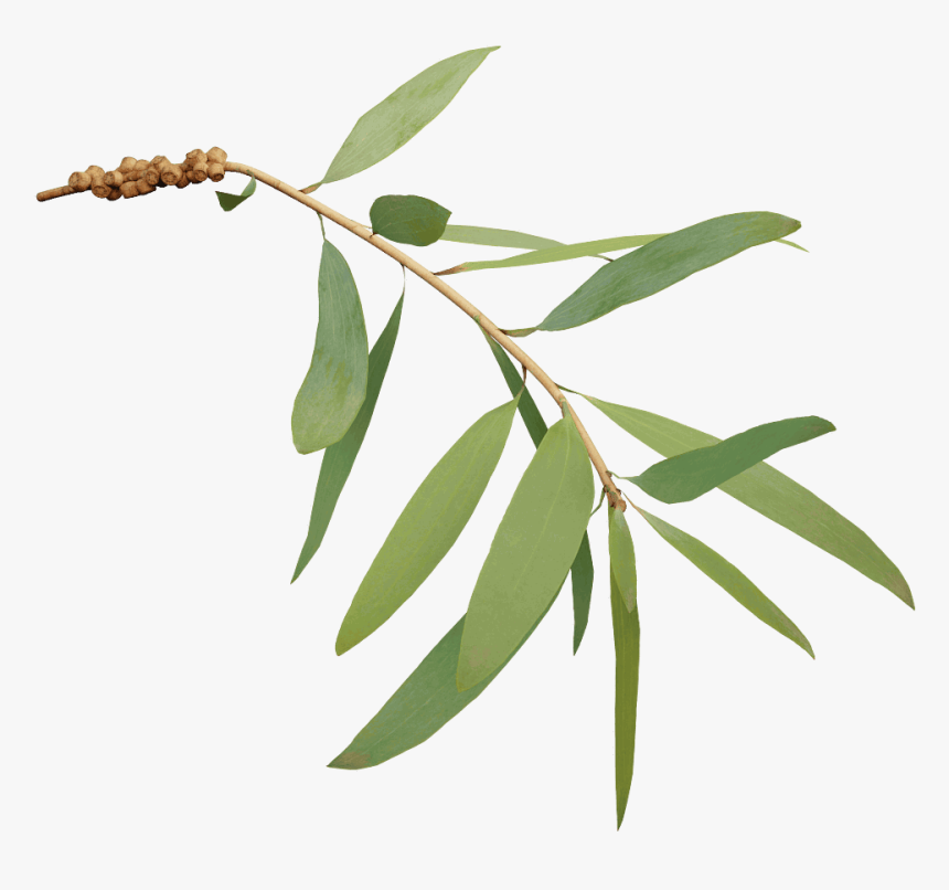 Tree Branch With Leaves Png, Transparent Png , Transparent Png Image ...