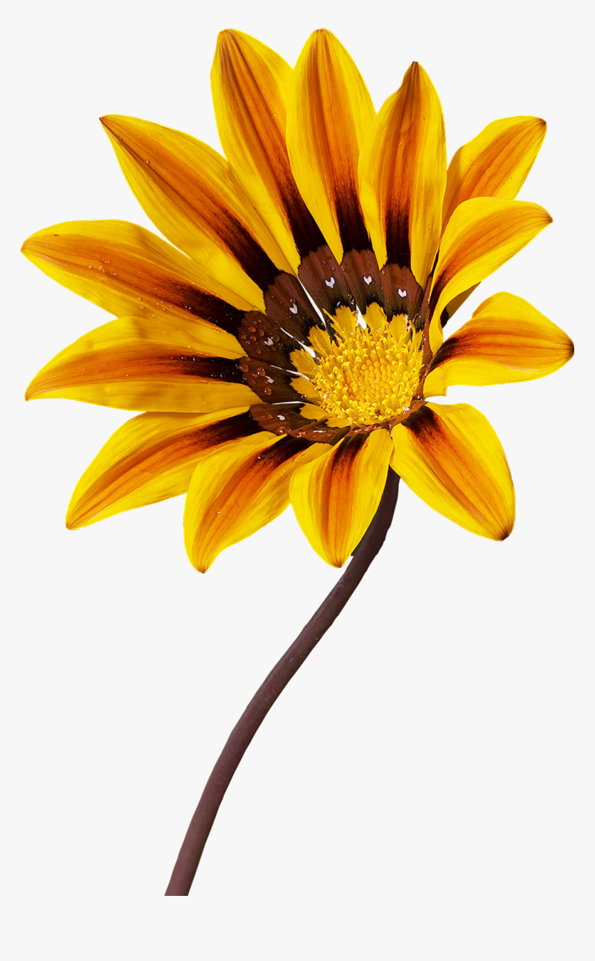 Single Flowers Png, Transparent Png , Transparent Png Image - PNGitem