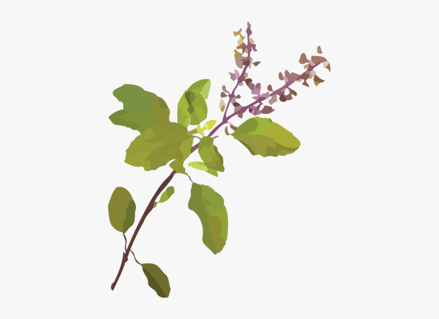Tulsi Tree Png, Transparent Png , Transparent Png Image - PNGitem