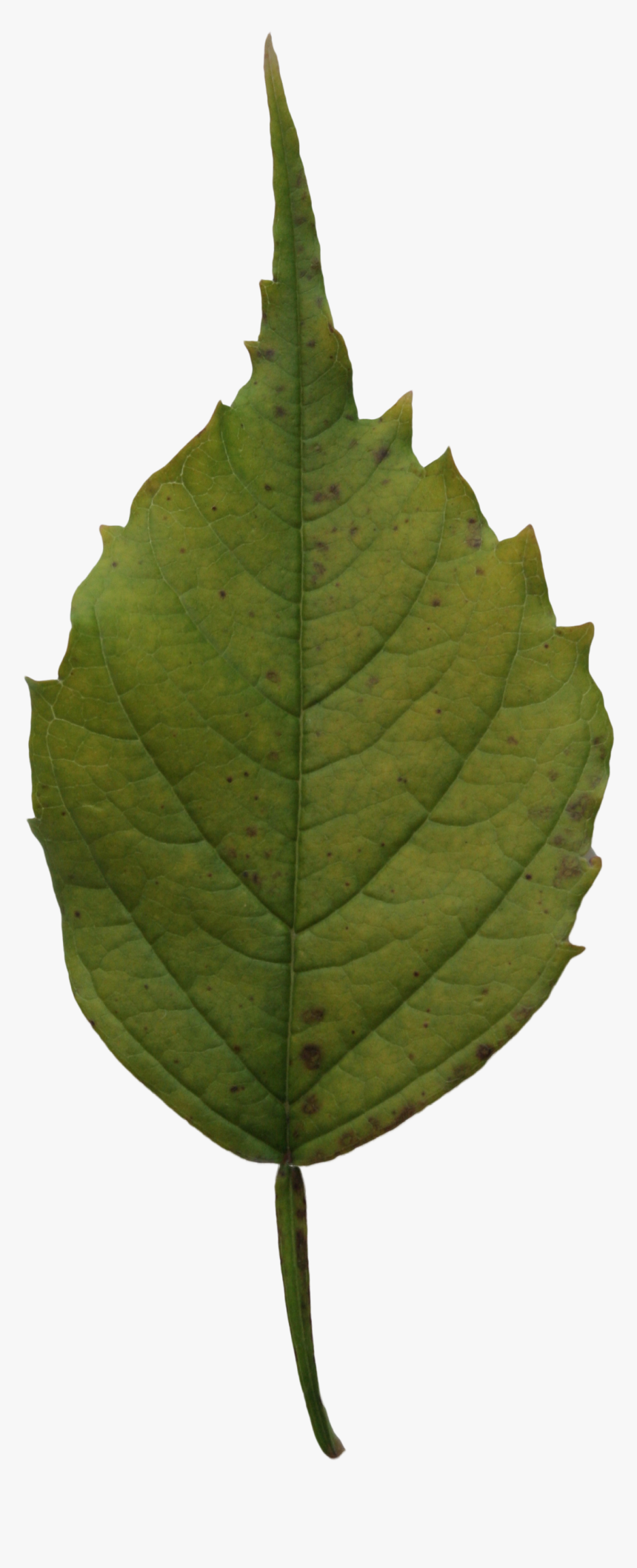 Yellow Leaf Png, Transparent Png , Transparent Png Image - PNGitem