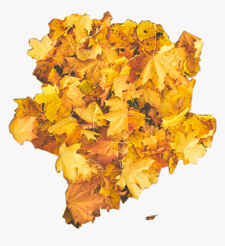 Yellow Leaf Png, Transparent Png , Transparent Png Image - PNGitem
