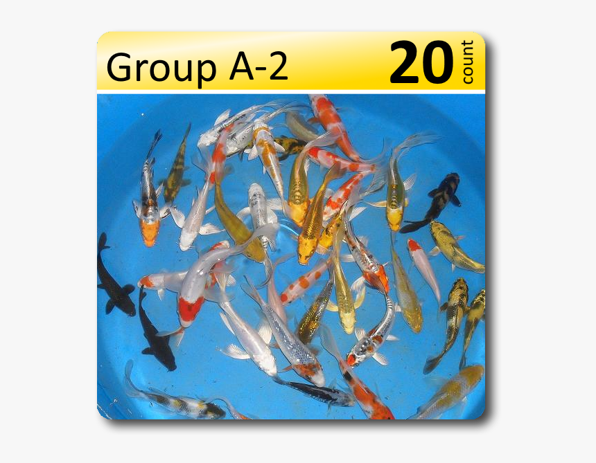 Fish Group Png, Transparent Png , Transparent Png Image - PNGitem