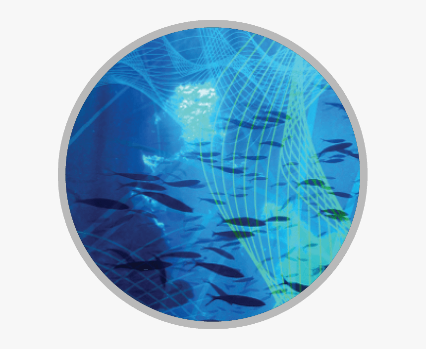 Fish Group Png, Transparent Png , Transparent Png Image - PNGitem