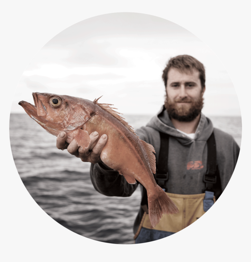 Fish Group Png, Transparent Png , Transparent Png Image - PNGitem