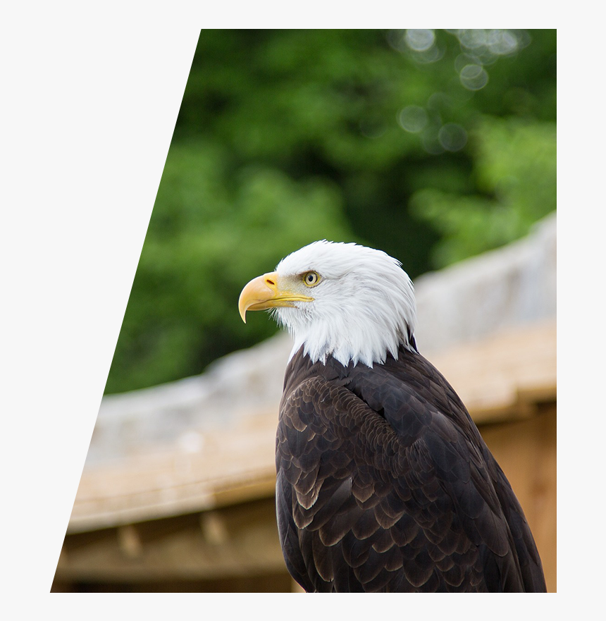 Eagle Perched On A Fence, HD Png Download , Transparent Png Image - PNGitem